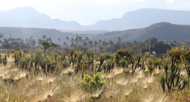 Dry forests and savannas vital for Brazil’s climate goals - University ...