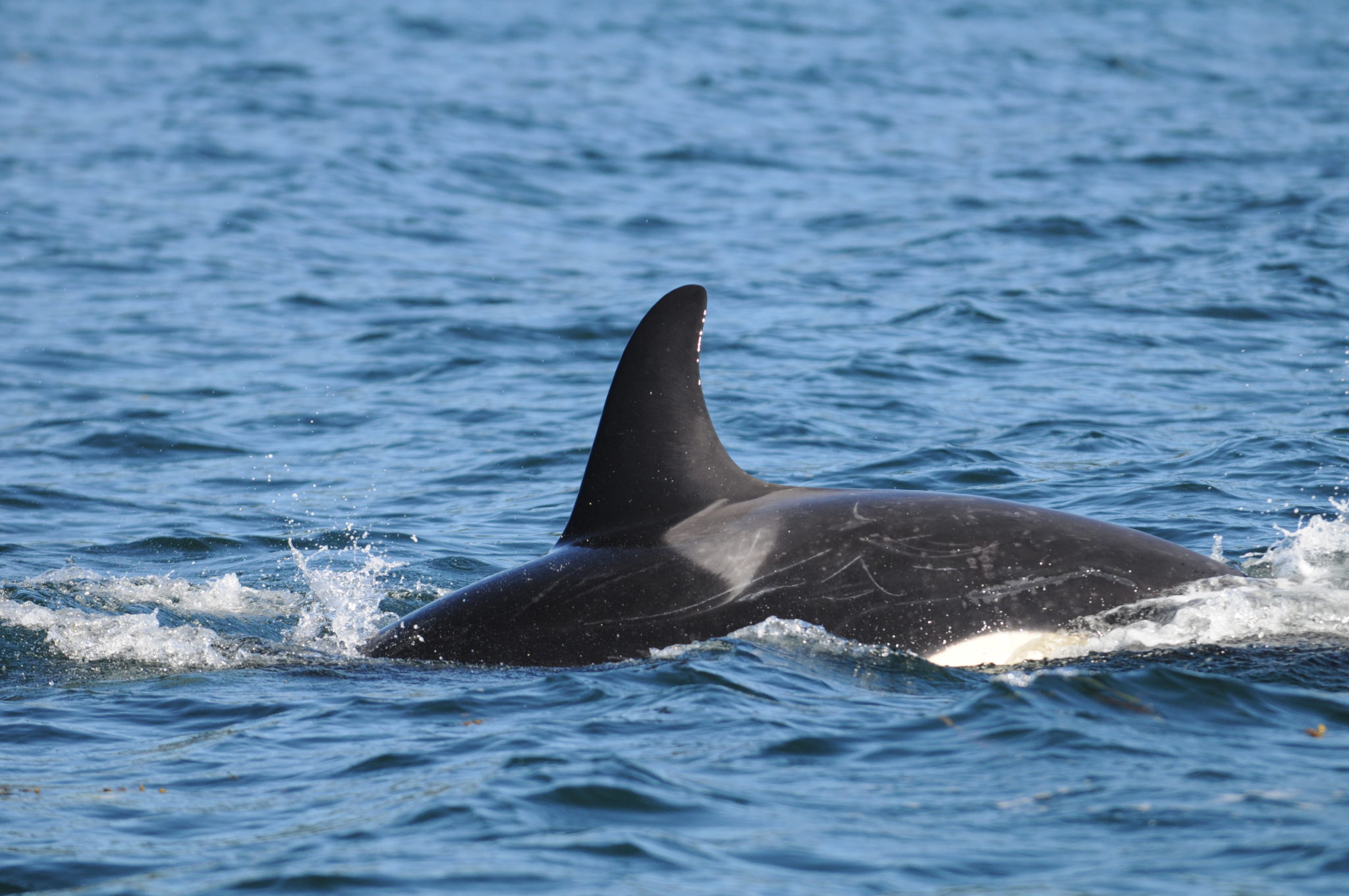 Male killer whales protected by post-menopause mothers - University of ...