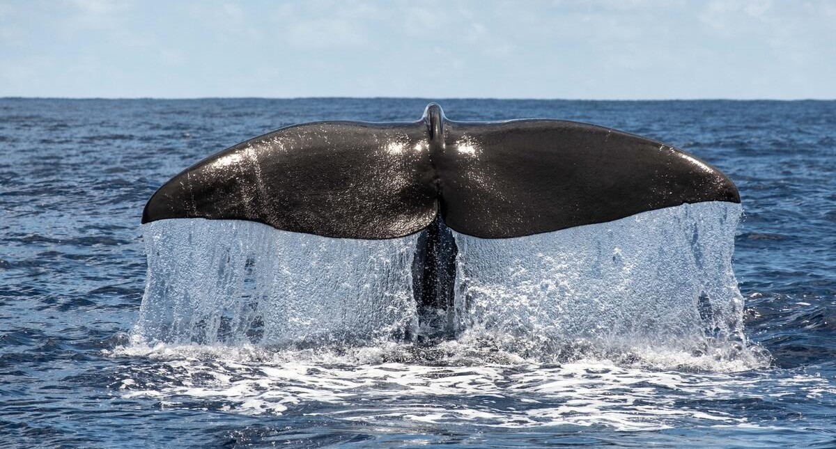 Call to protect whales and dolphins at Indian Ocean hotspot ...