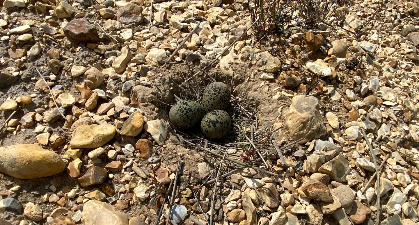 Clever lapwings use cover to hide in plain sight - News