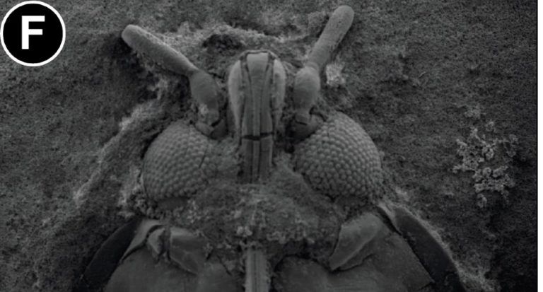 'Treasure-trove" of fossilized single-celled organisms, dating back ...