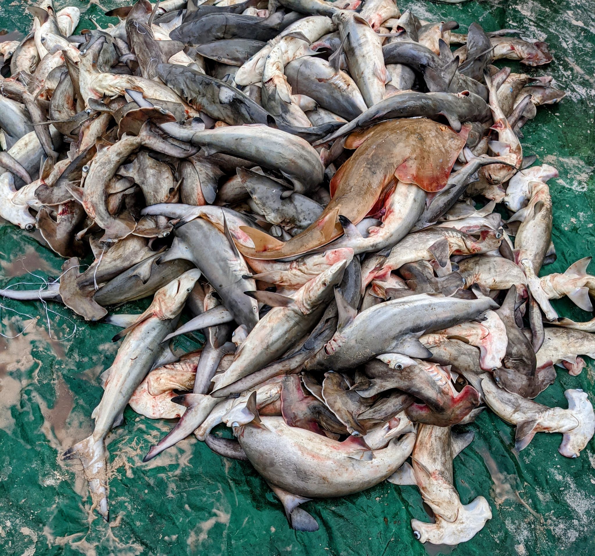 Tens of thousands of endangered sharks and rays caught off Congo - News