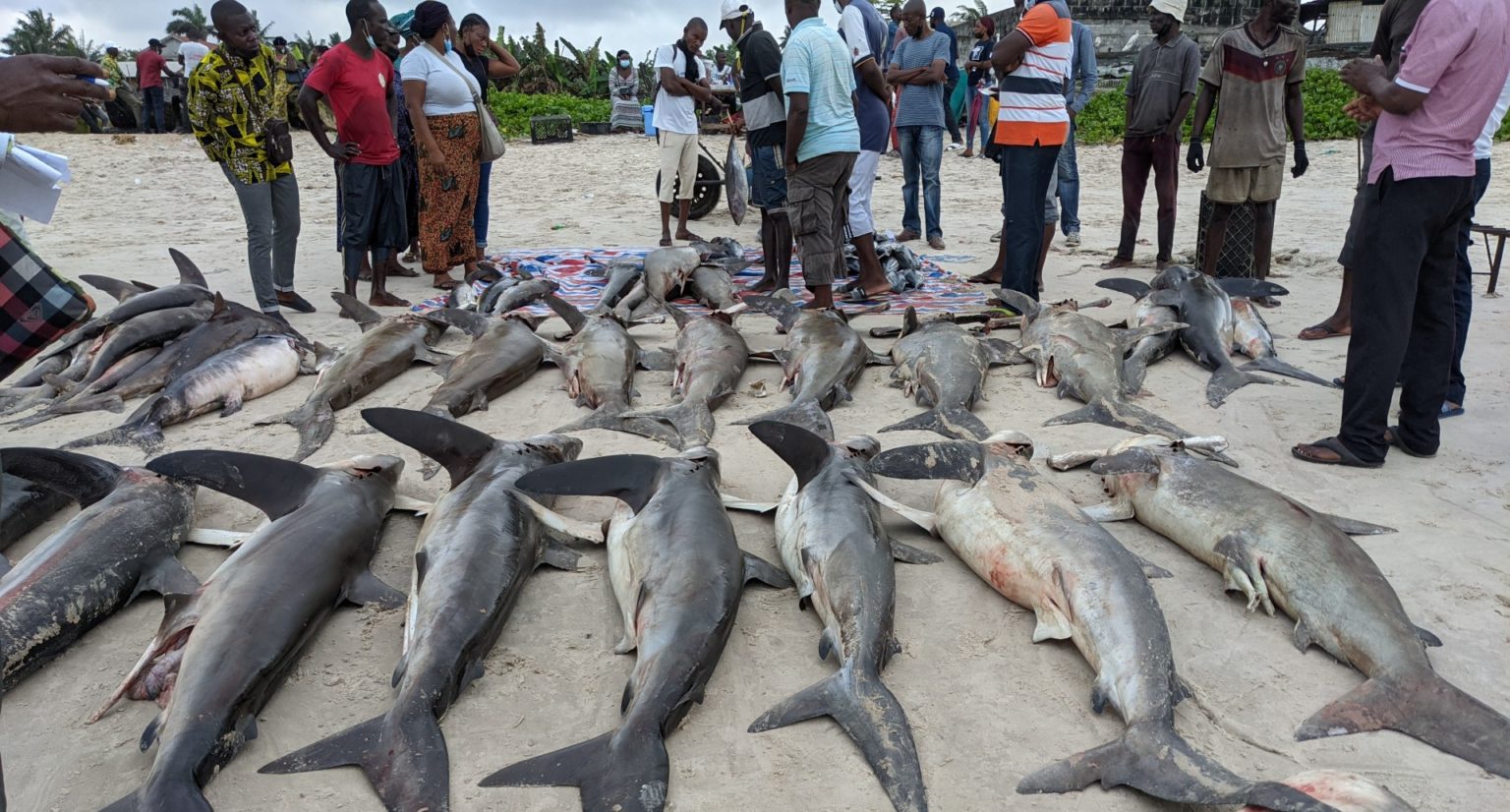 Tens of thousands of endangered sharks and rays caught off Congo ...