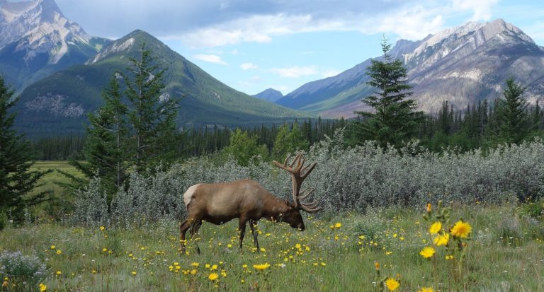 Cut emissions and improve farming to protect wilderness - University of ...