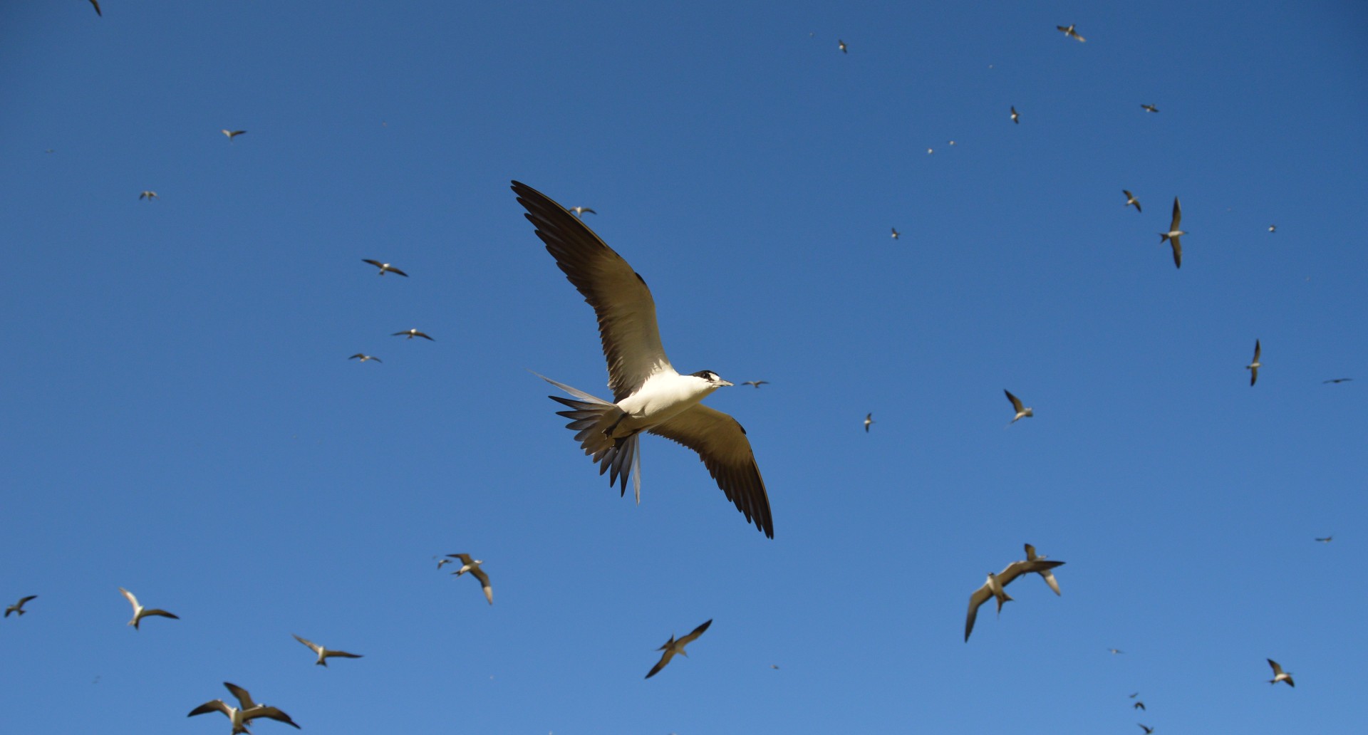 Roaming seabirds need ocean-wide protection - University of Exeter News
