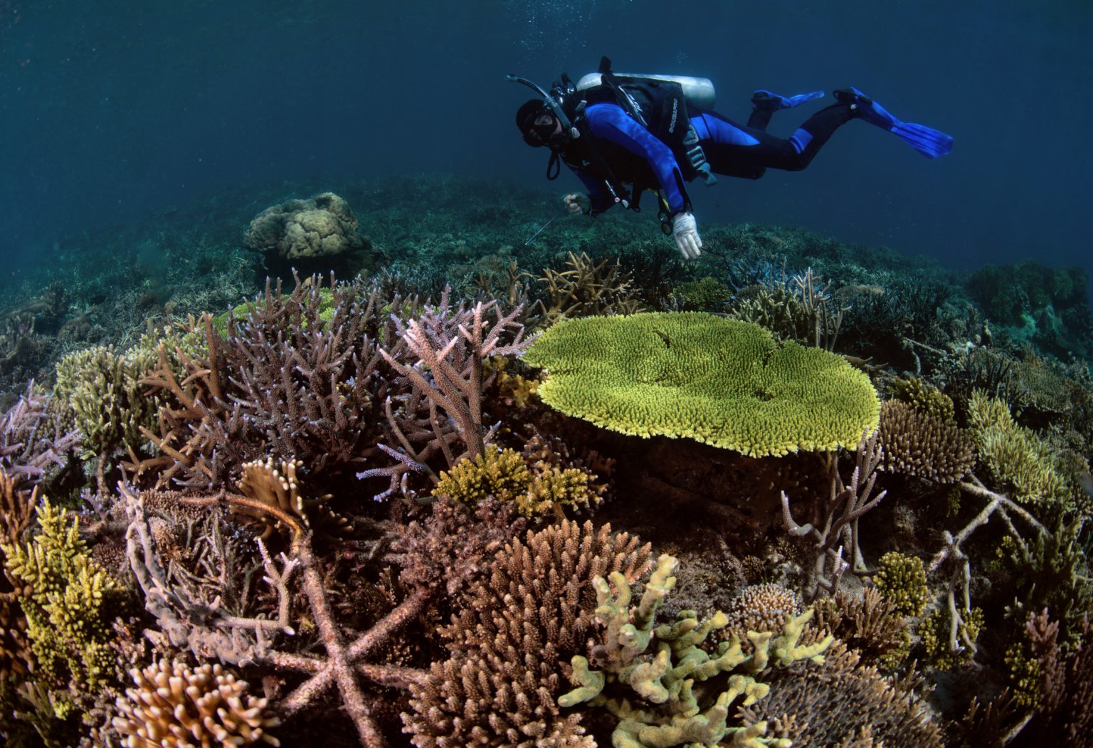 Restored coral reefs can grow as fast as healthy reefs - University of ...