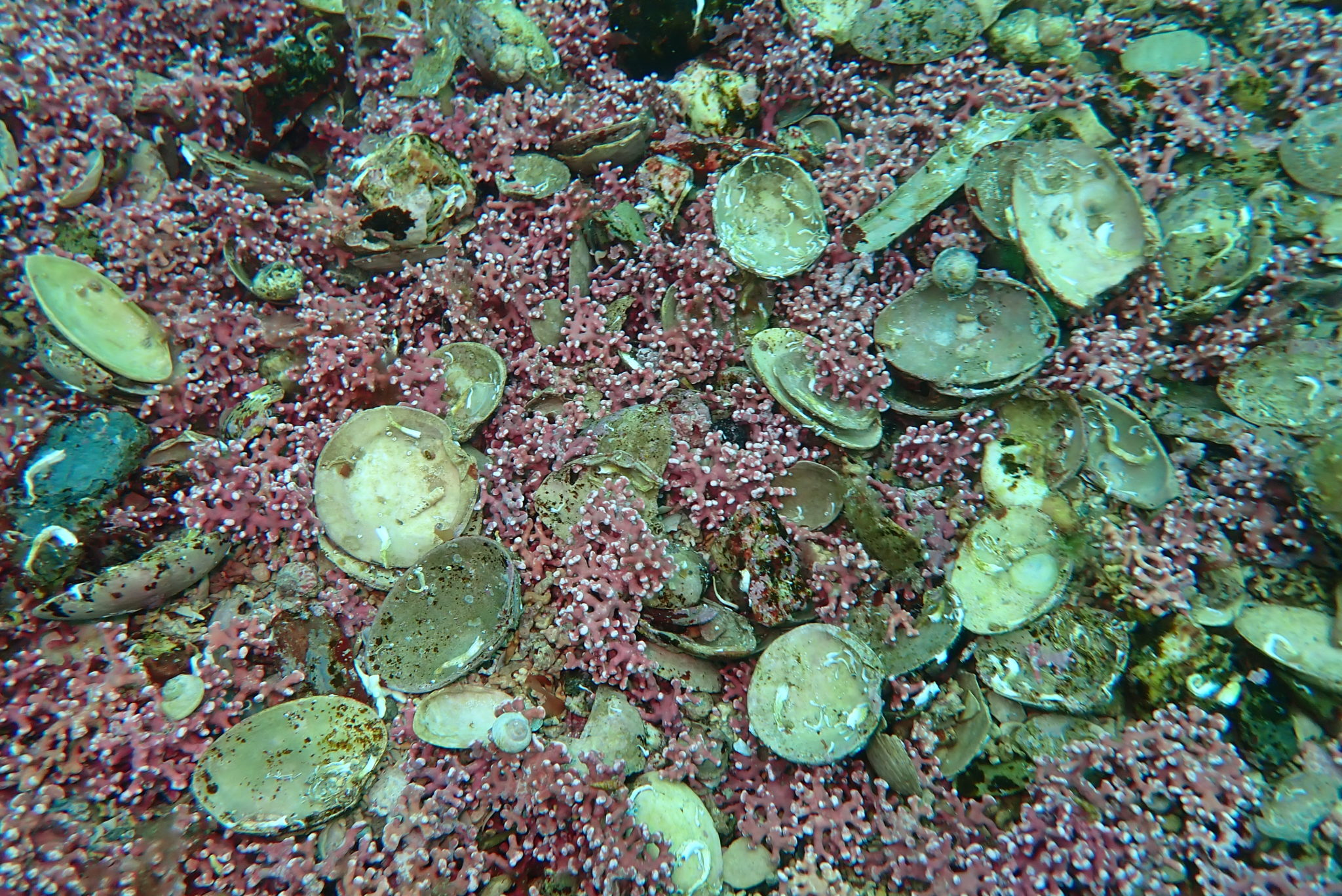 Giant ancient seaweed bed helping in the fight against climate change ...