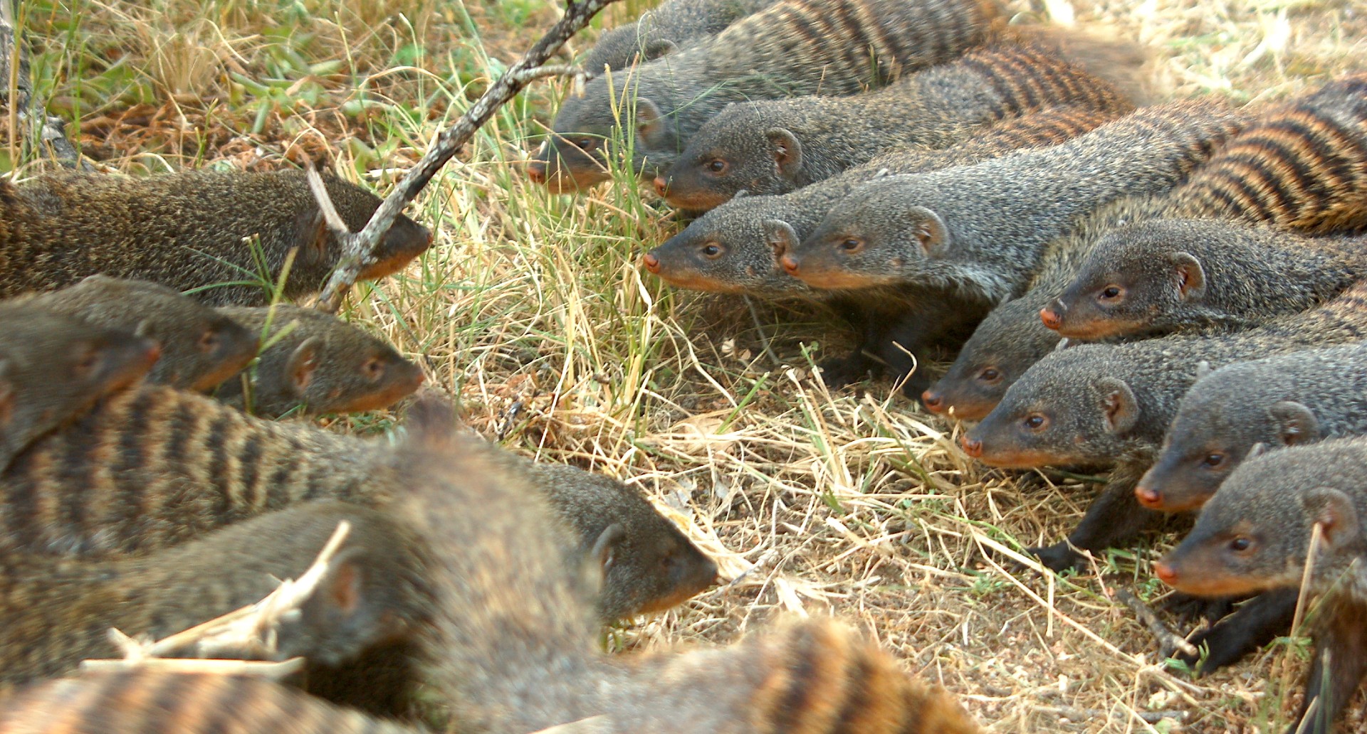New project explores warfare in animal societies - University of Exeter ...