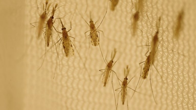 Gene drive mosquitoes designed to eliminate malaria – but governance is ...