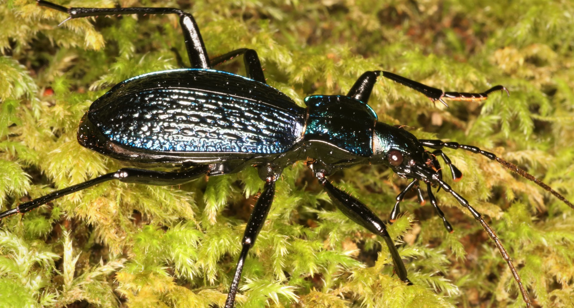 UK’s rarest rainforest beetles go on multi-day ‘adventures ...