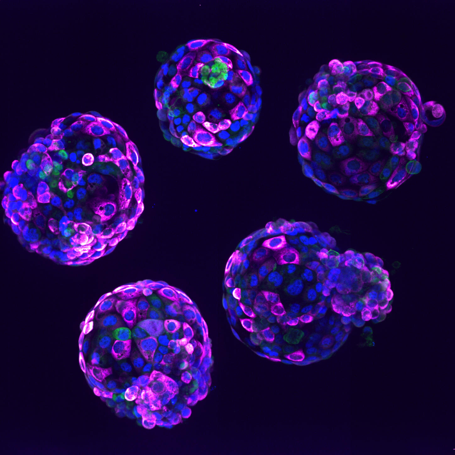 Pioneering new Code of Practice on stem cell-based embryo models in ...