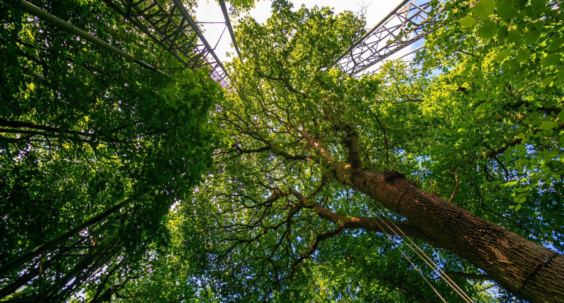 Mature forests vital in fight against climate change - University of ...