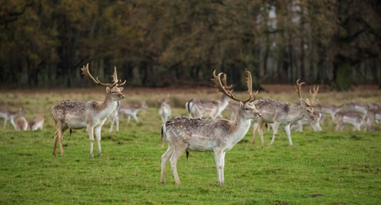 Archaeology project promoting sustainable use of wild fallow deer ...