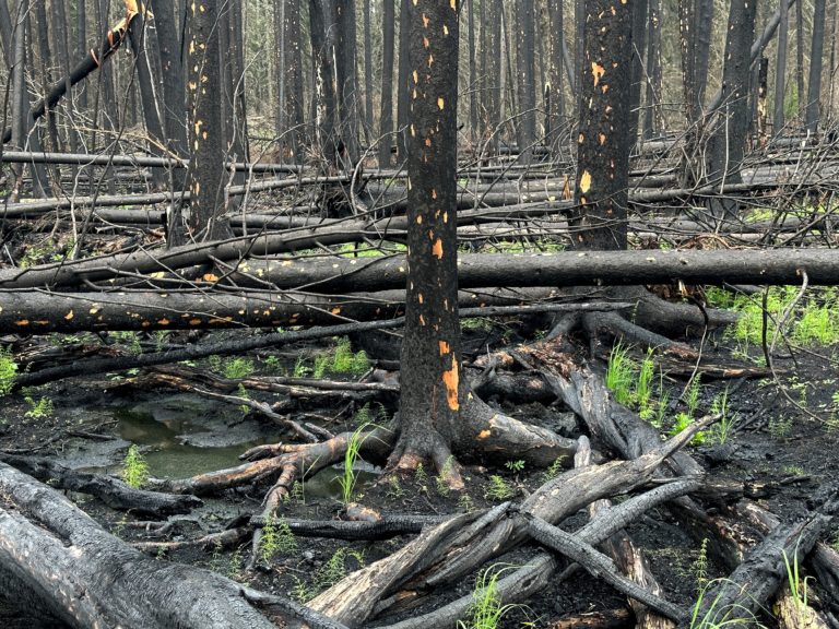 Global CO2 emissions from forest fires increase by 60% - News