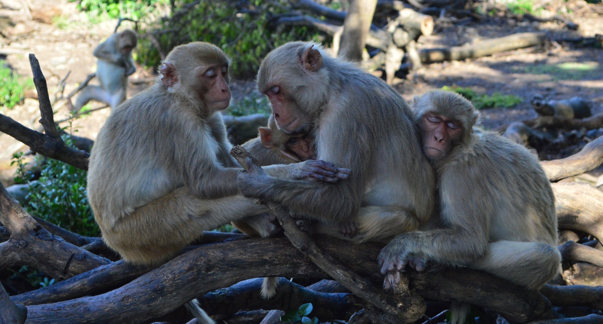 Fewer Friends Shield Aging Monkeys From Disease | Mirage News