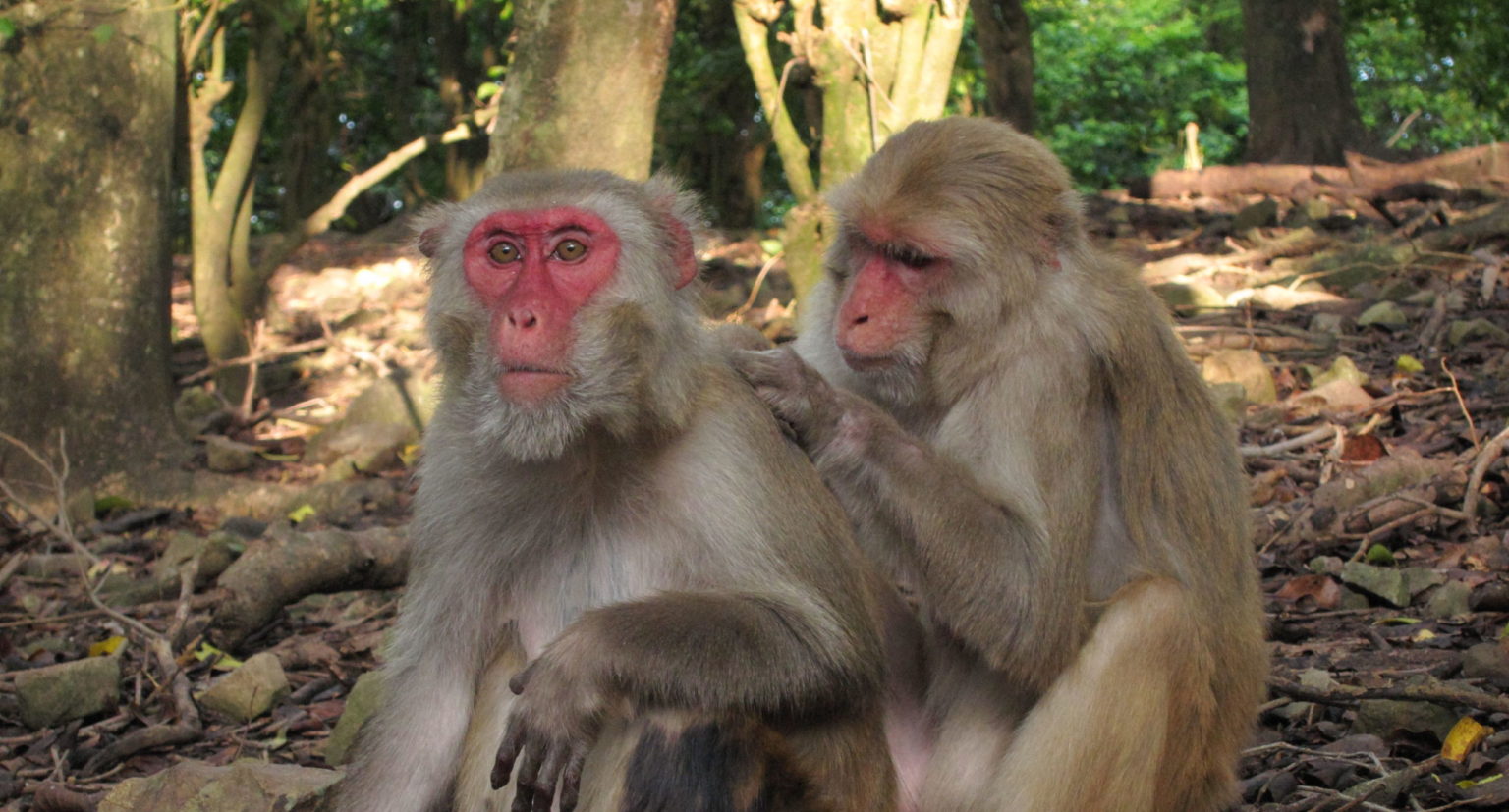 Monkey database reveals shift towards open science - University of ...