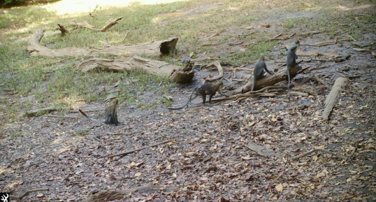 Monkey mapping model could boost conservation - University of Exeter News