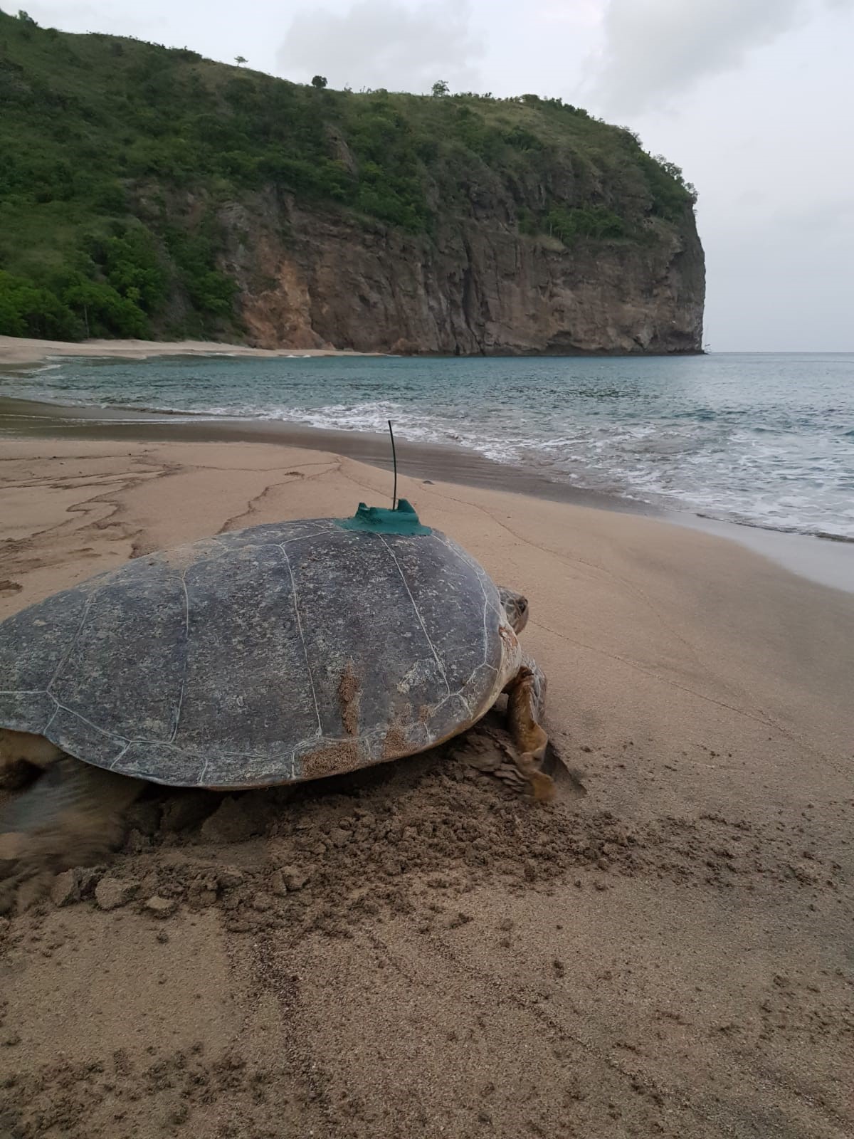 Montserrat’s wandering turtles highlight need for conservation without ...