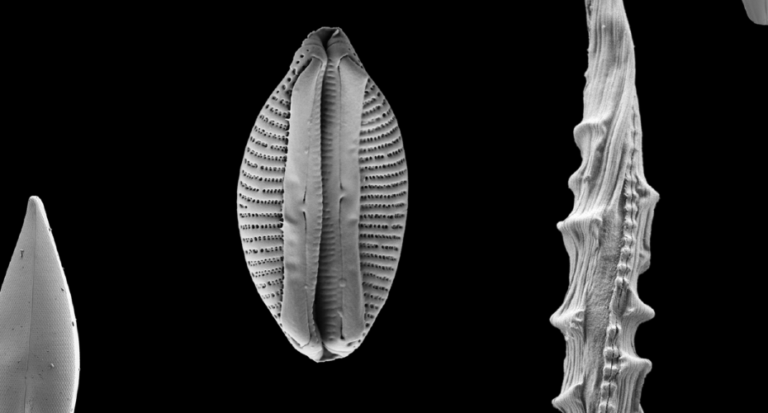 The Mystery of Diatom Movement Uncovered in New Study - University of ...