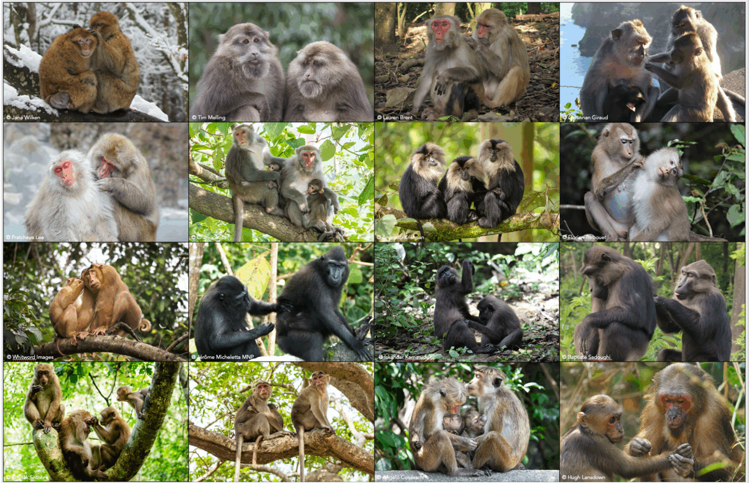 Monkey database reveals shift towards open science - University of ...