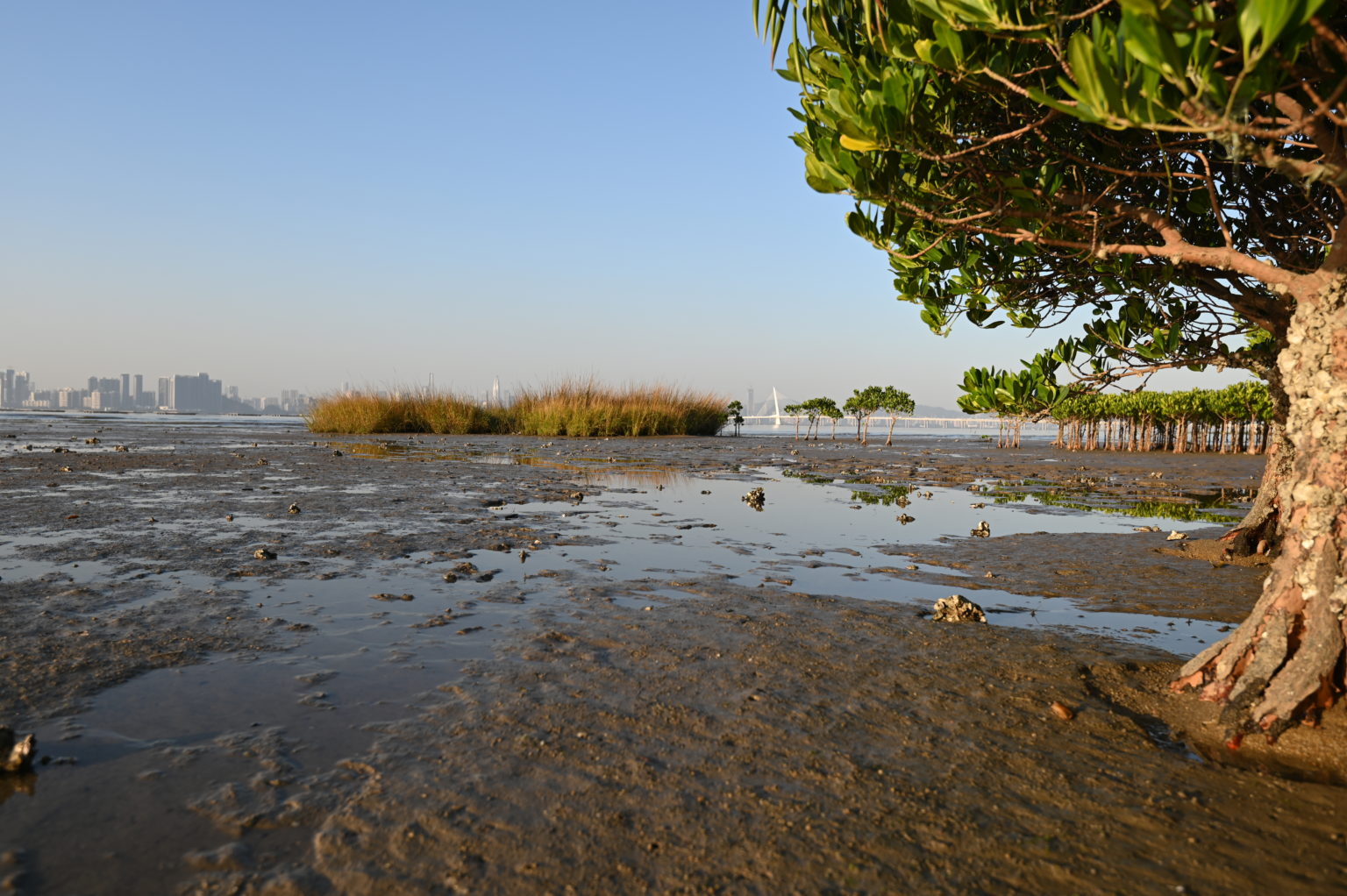 Coastal mega-cities expose wildlife to ‘relentless’ boat traffic - News