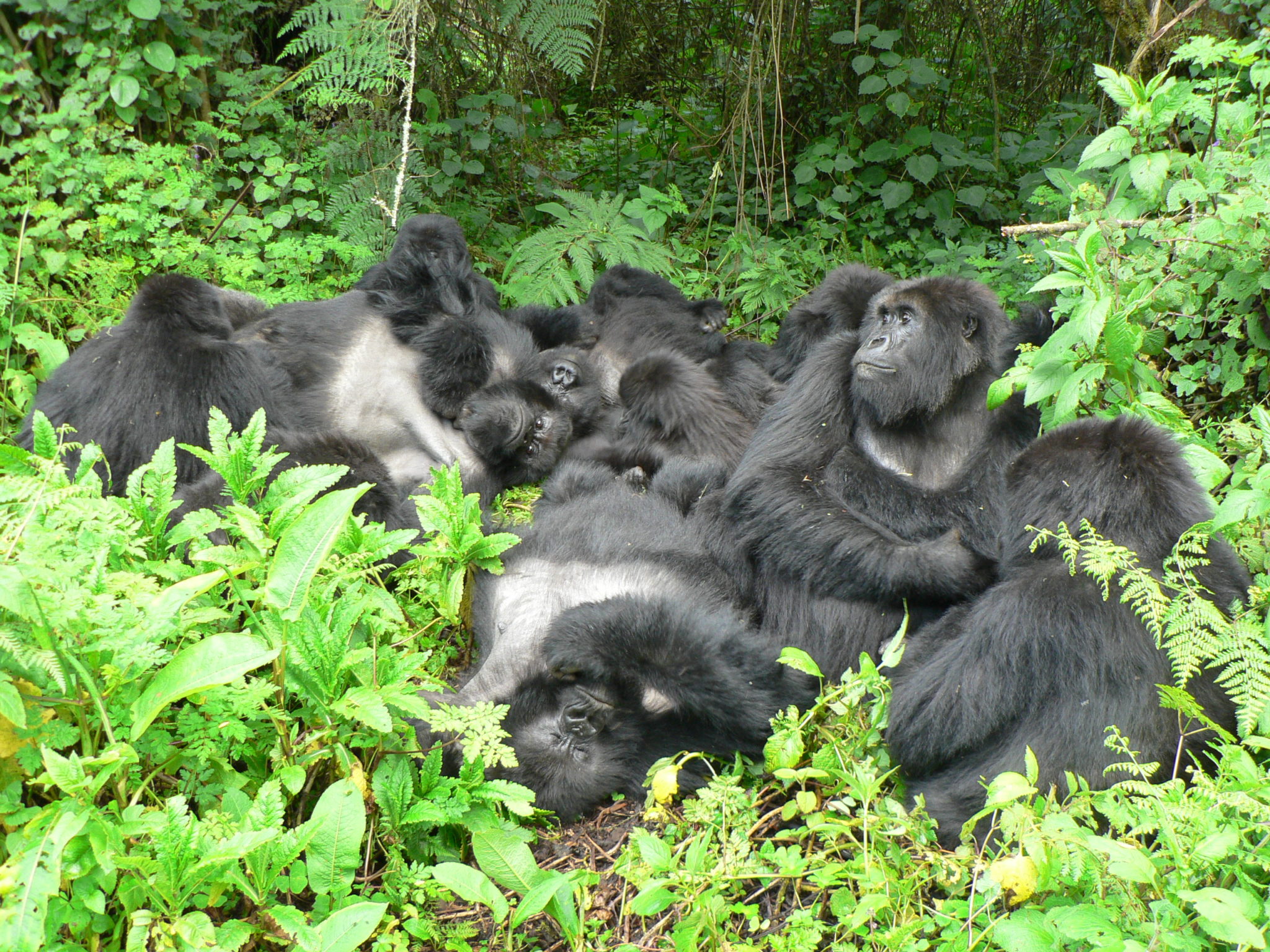 Gorilla study reveals complex pros and cons of friendship - University ...