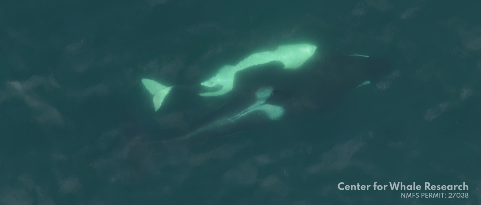 Killer whales make seaweed ‘tools’ to scratch each other’s backs ...
