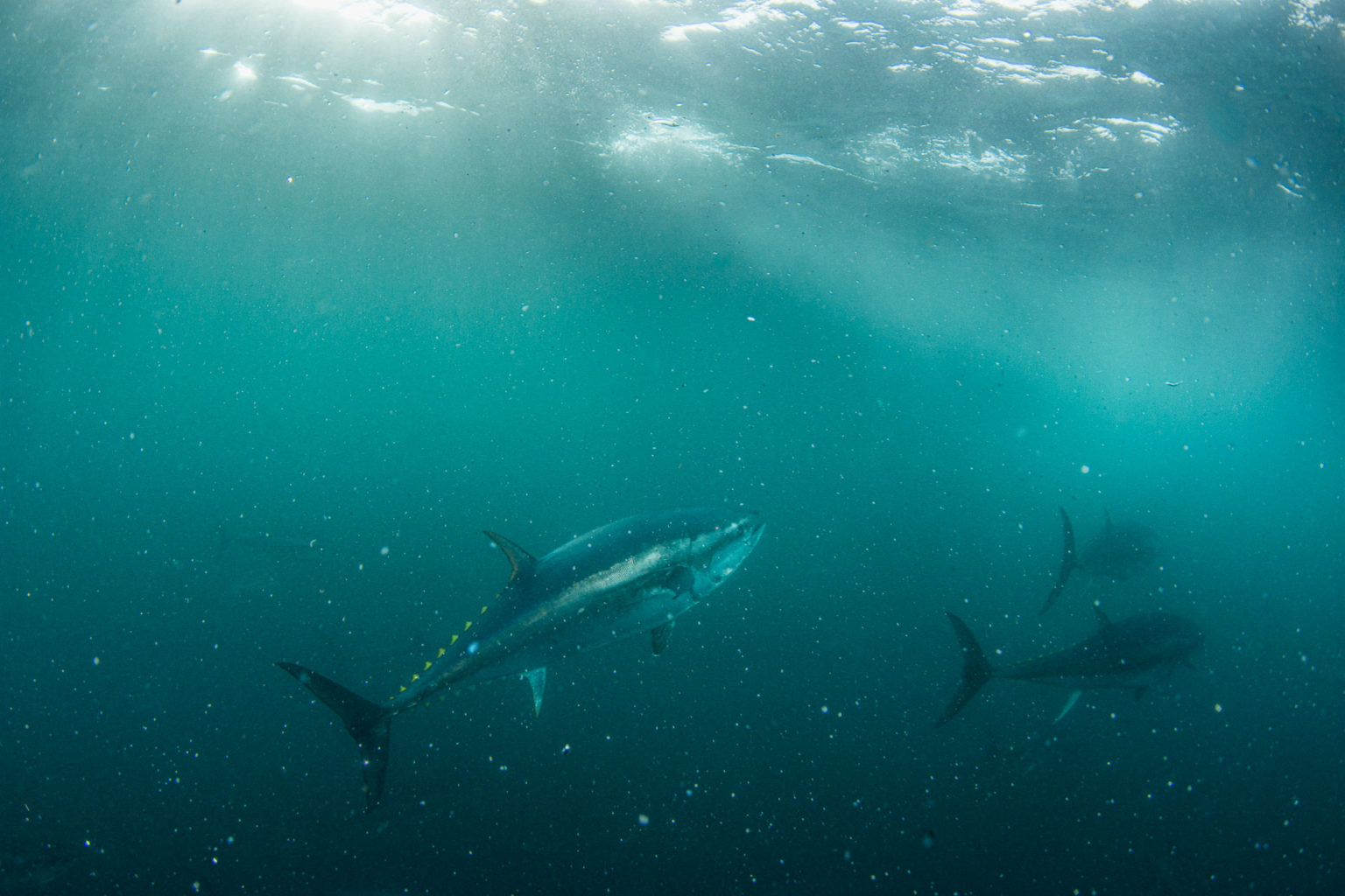 New project crowdfunding to support tuna recovery in UK waters ...