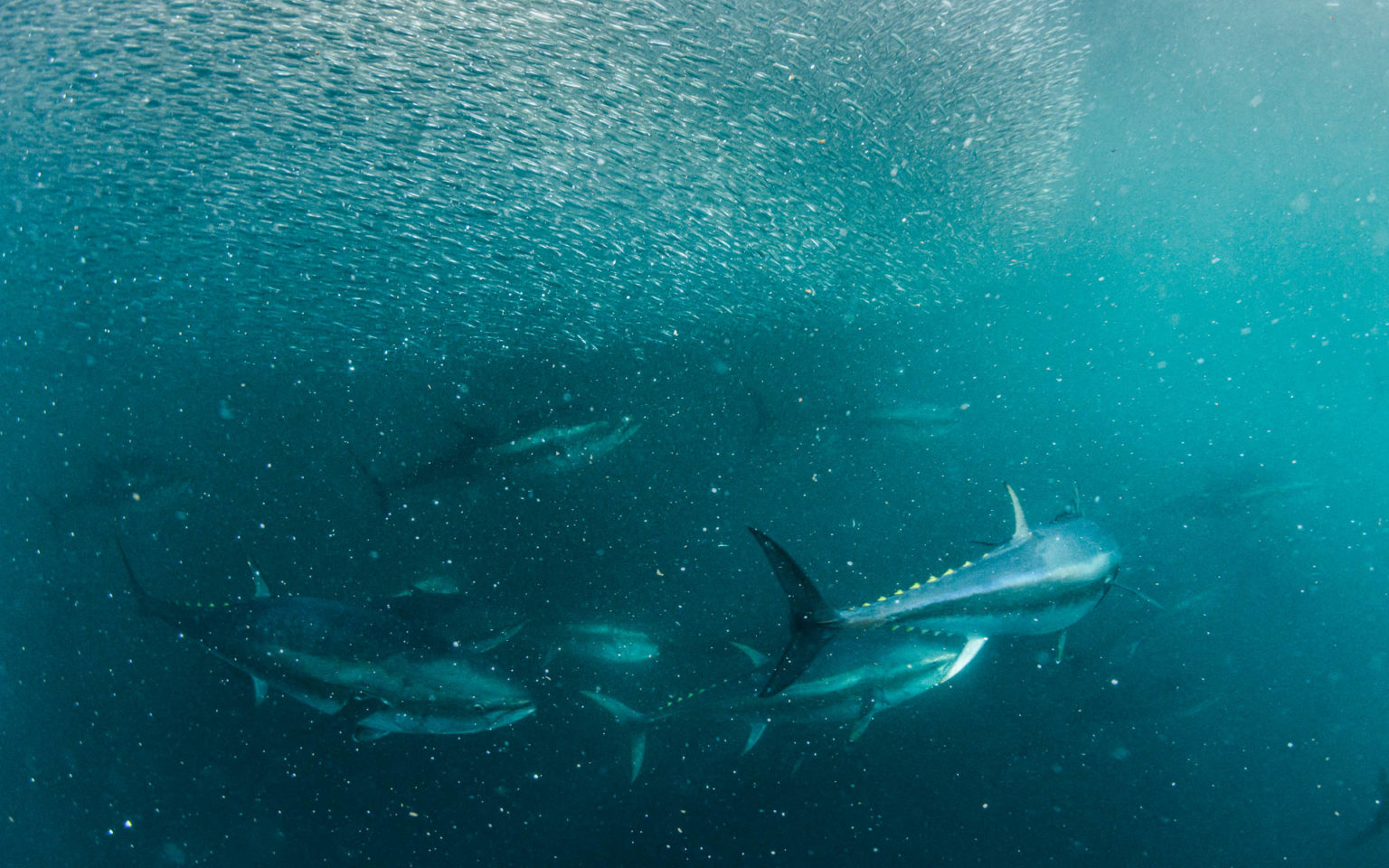New project crowdfunding to support tuna recovery in UK waters ...