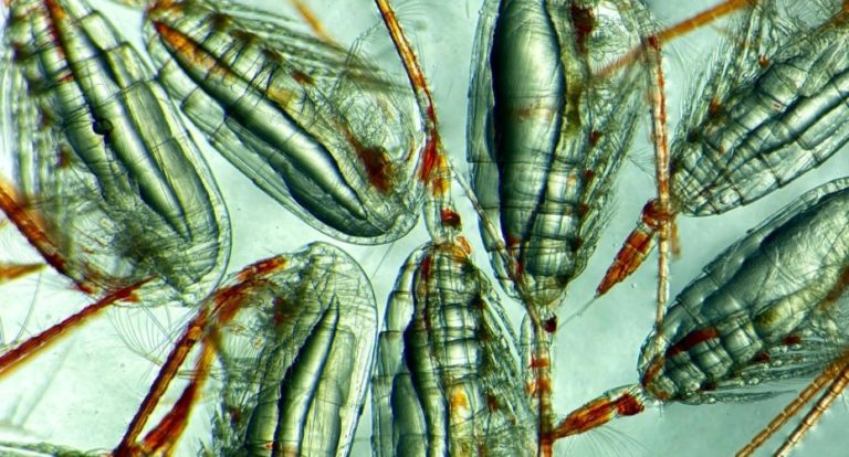 Researchers call for plankton modelling ‘revolution’ - News