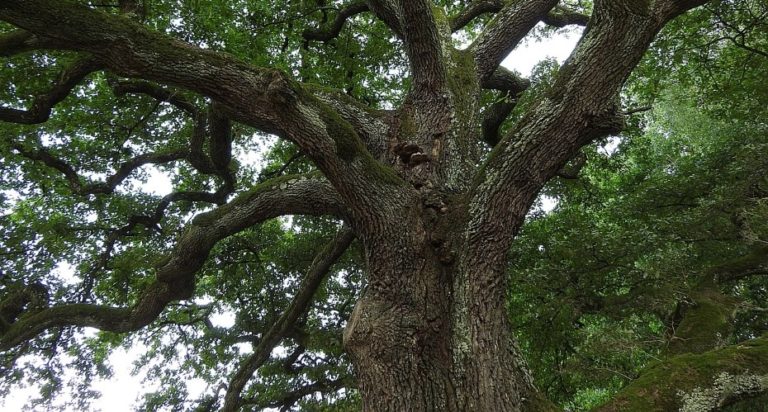 Omid Djalili fronts new climate campaign to save oak trees - University ...