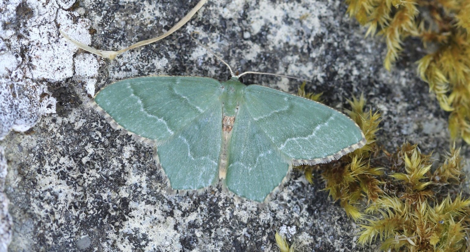 Artificial nighttime lighting is suppressing moth activity - University ...