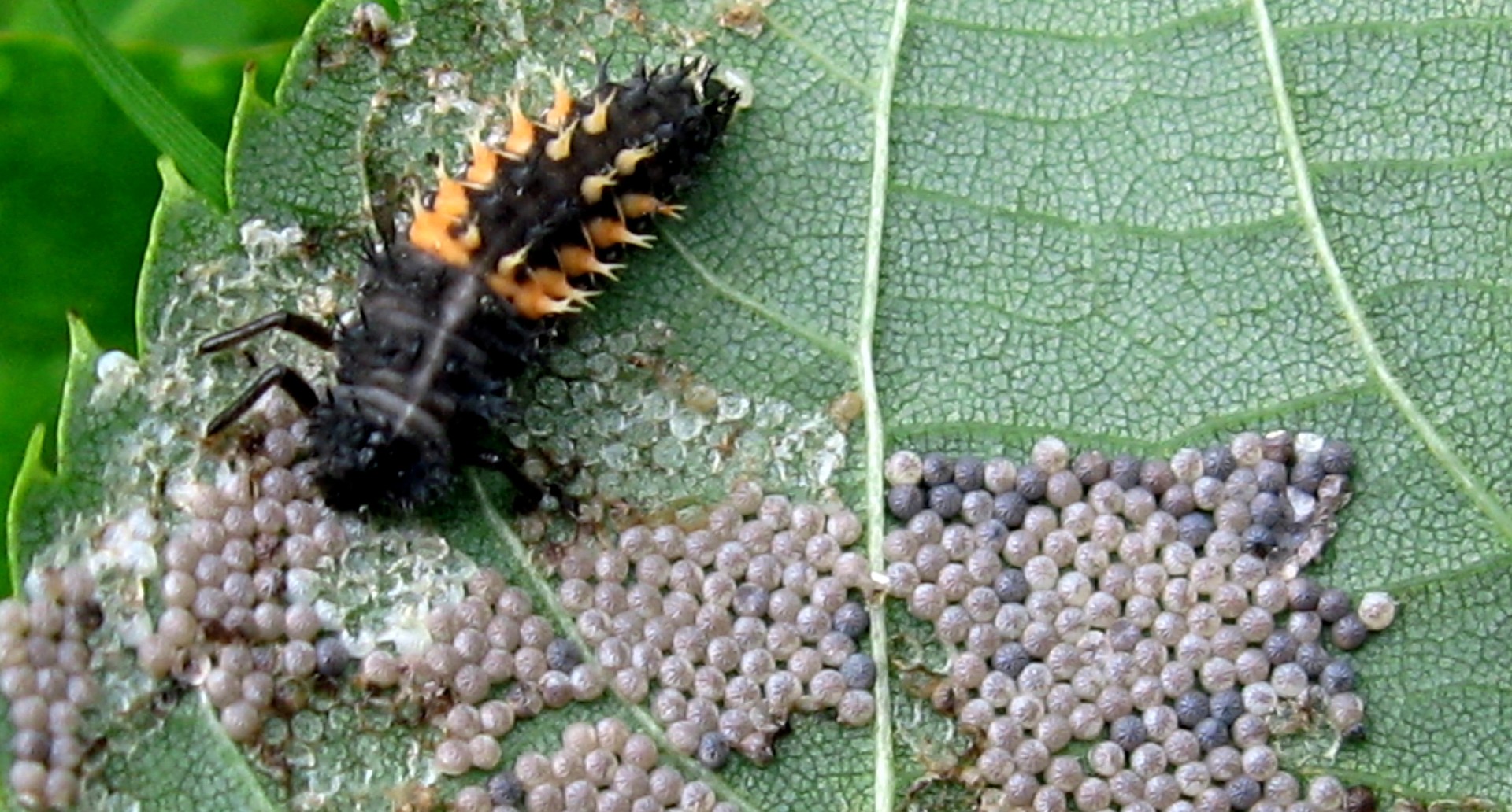 Research: Insects Are Victims, Not Just Invaders | Mirage News