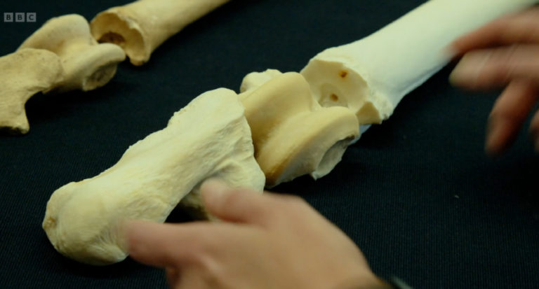 Archaeological expertise at Exeter featured in new series of Digging ...