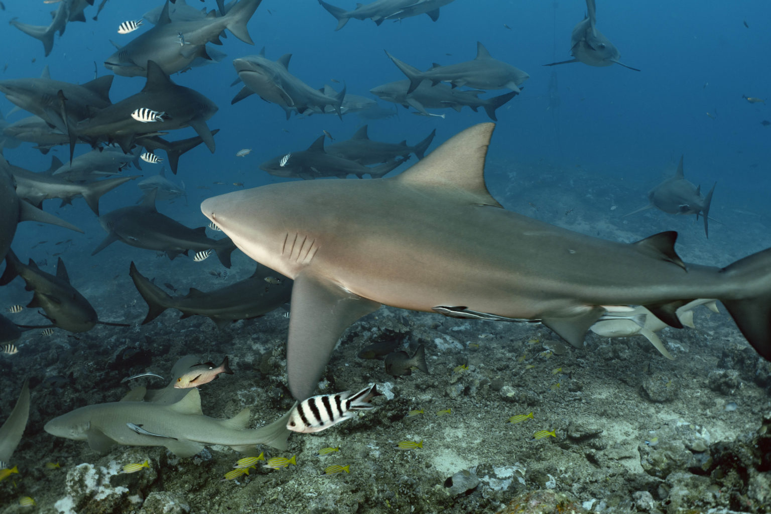 Bull sharks have ‘friends’ - University of Exeter News