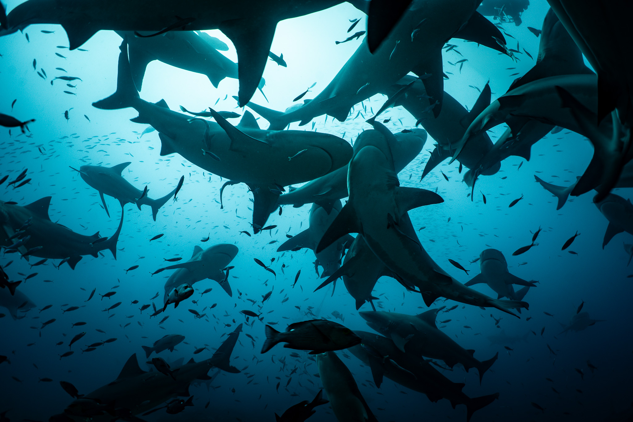 Bull sharks have ‘friends’ - University of Exeter News