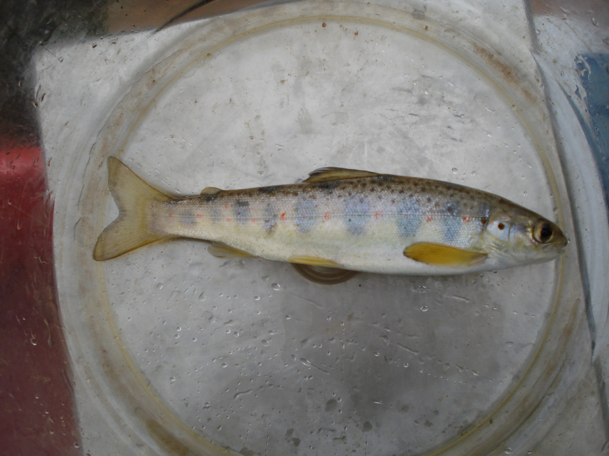 Chalk-stream salmon could become an official sub-species - University ...