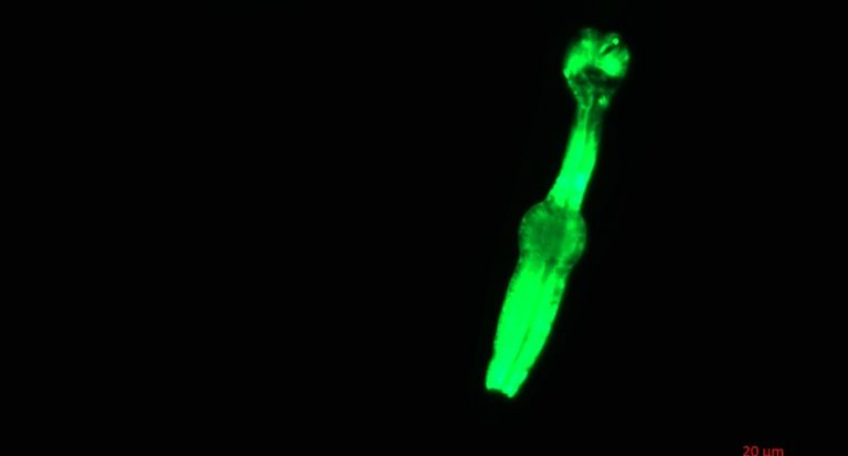 Space Worms! Scientists launch microscopic crew into orbit to support ...