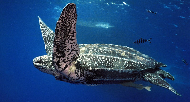 New Alliance Launched to Protect Atlantic Leatherbacks | Mirage News