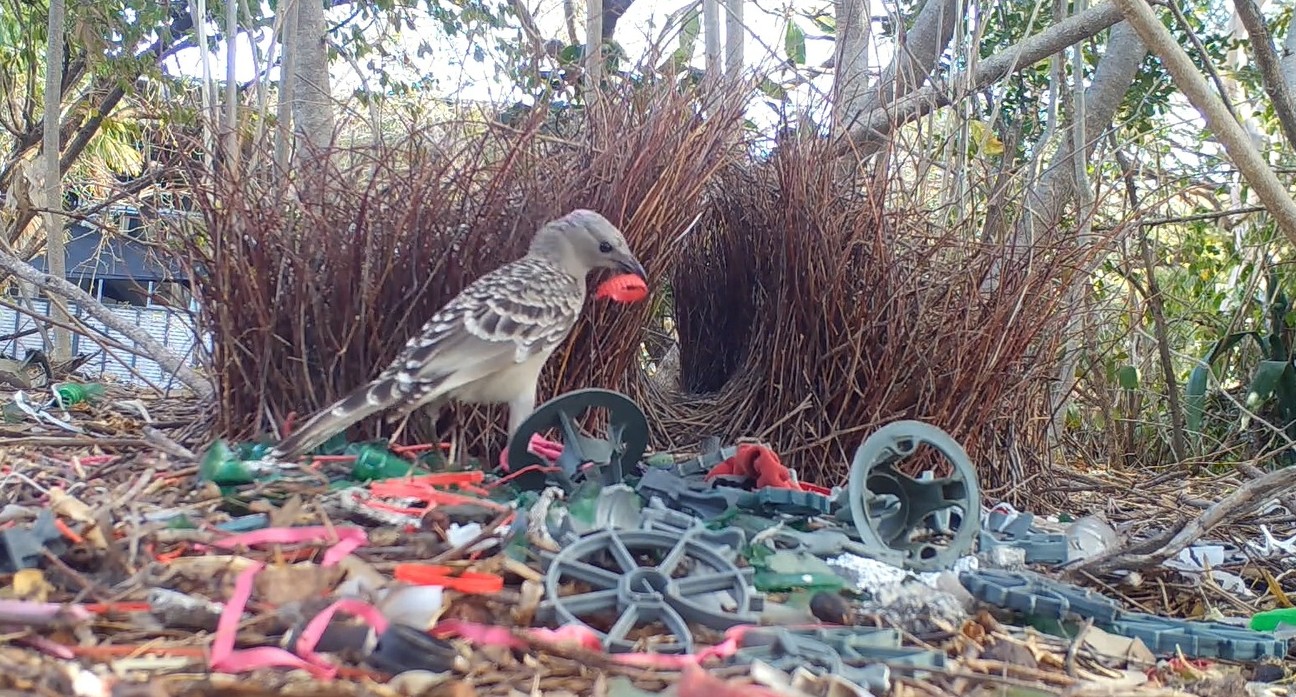 Urban Birds Wow Mates With Human Trinkets | Mirage News