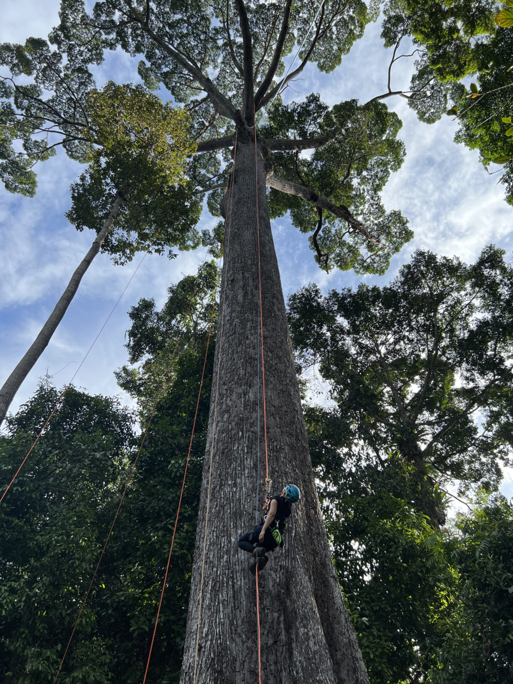 Giant trees have no trouble pumping water to top branches - University ...